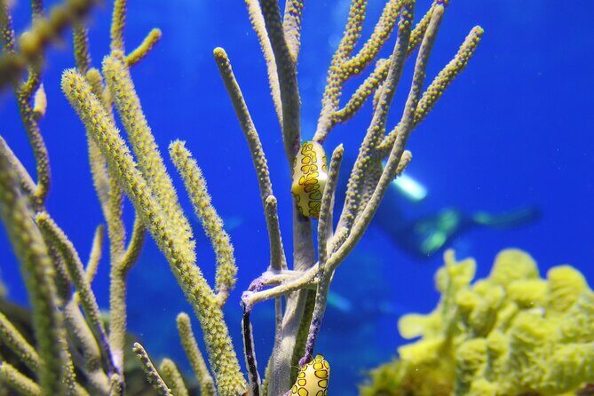 PADI Discover Scuba Diving Program in the Riviera Maya - Theoretical Foundations and Pool Practice