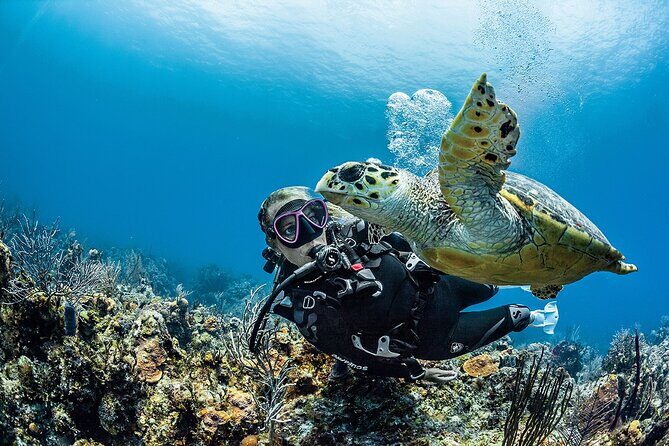 PADI Open Water Diver Course in Playa del Carmen - The Cost and Its Value