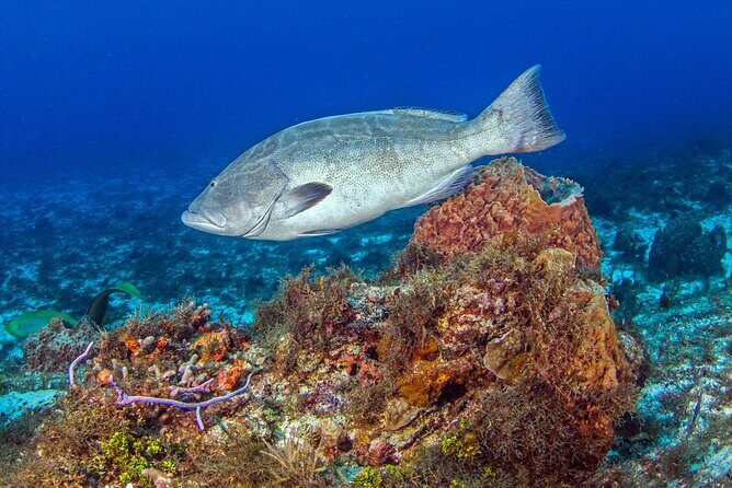 PADI Open Water Diver Course in the Riviera Maya - Practical Details and Logistics