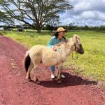 Pahoa: Ranch Tour with Animal Feedings and Interactions - Exploring the Pahoa Ranch Experience in Detail