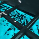 Paihia: Glass Bottom Boat Tour to the Hole in the Rock - What Makes This Tour Stand Out?