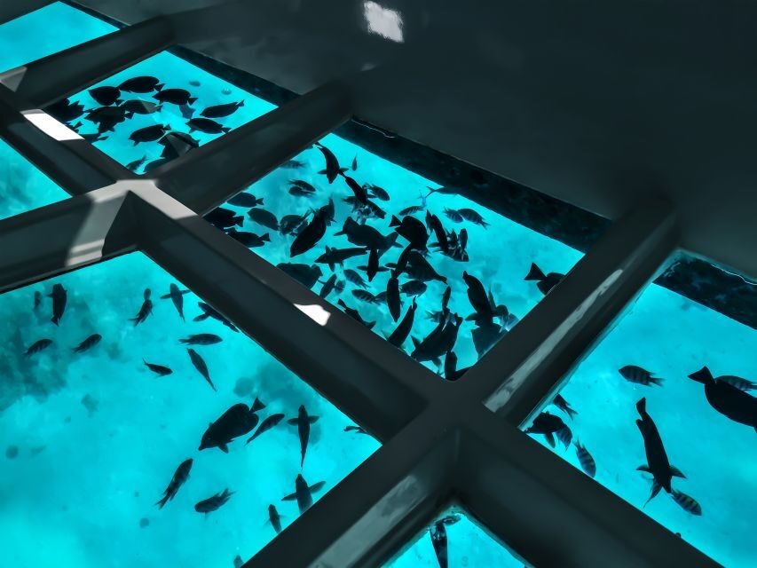 Paihia: Glass Bottom Boat Tour to the Hole in the Rock - What Makes This Tour Stand Out?