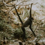 Palenque: Lacandona Jungle Path - Ecotourism Adventure - Who Would Enjoy This Tour?
