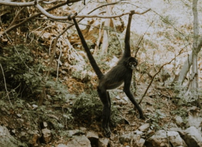 Palenque: Lacandona Jungle Path - Ecotourism Adventure - Who Would Enjoy This Tour?