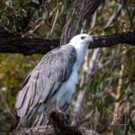 Pambula River Kayaking Tour - What Travelers Say: Authentic Feedback from the Field