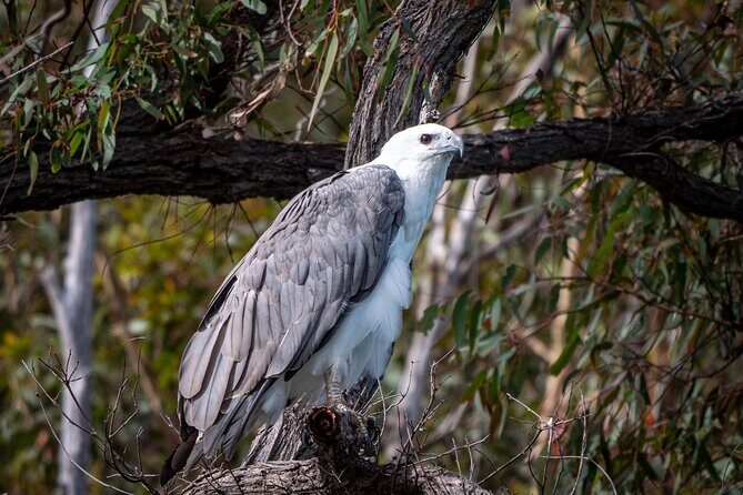 Pambula River Kayaking Tour - What Travelers Say: Authentic Feedback from the Field