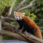 Panda & Friends Tour and a Day at Adelaide Zoo - What’s Included and What’s Not