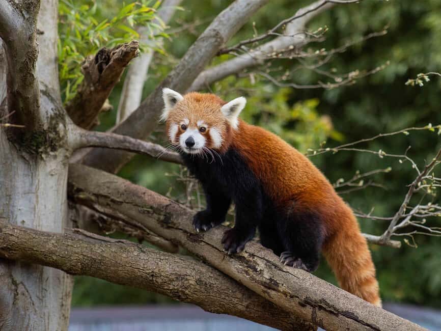 Panda & Friends Tour and a Day at Adelaide Zoo - What’s Included and What’s Not