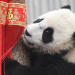 Panda Volunteer expperience in Dujiangyan or Wolong Panda Base - Practical Considerations