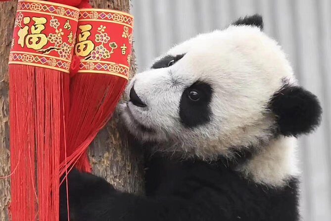 Panda Volunteer expperience in Dujiangyan or Wolong Panda Base - Practical Considerations