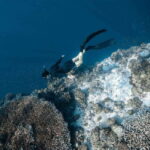 Panglao Bohol: Balicasag Island Hopping & Dolphin Watching - What Travelers Say