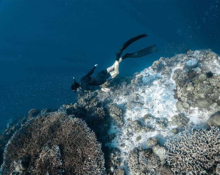 Panglao Bohol: Balicasag Island Hopping & Dolphin Watching - What Travelers Say