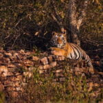 Panna National Park Tiger Safari with Transfer from Khajuraho - A Detailed Look at the Tour