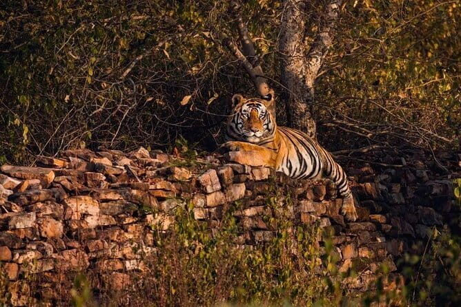 Panna National Park Tiger Safari with Transfer from Khajuraho - A Detailed Look at the Tour