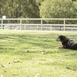 Paradise Country: Ultimate Aussie Farm Experience - Weighing the Value