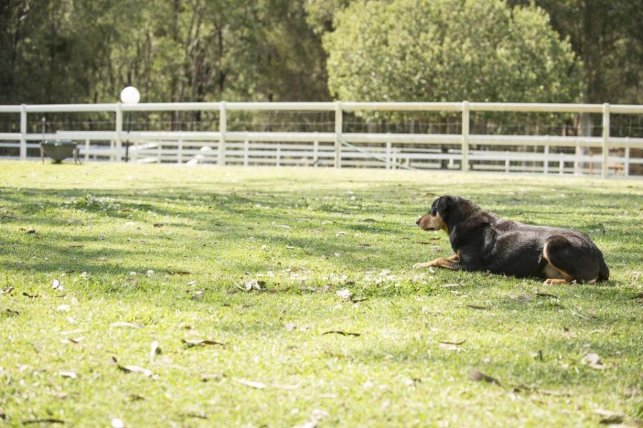 Paradise Country: Ultimate Aussie Farm Experience - Weighing the Value