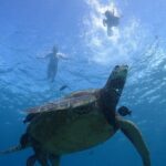 Paradise Honu Morning Snorkeling Tour - An In-Depth Breakdown of the Itinerary