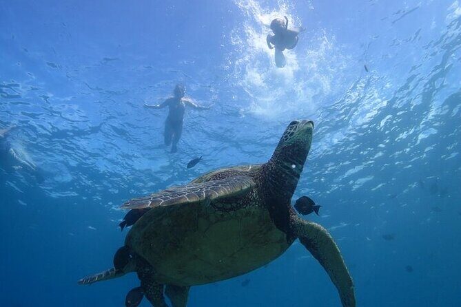 Paradise Honu Morning Snorkeling Tour - An In-Depth Breakdown of the Itinerary