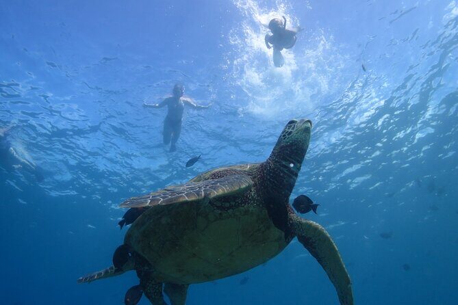 Paradise Honu Snorkeling Tour - Authenticity and Value