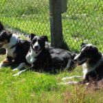 Paradise Valley Full Day Tour - An Authentic Day in Queenstown’s Paradise Valley