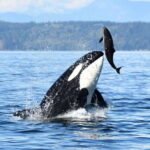 Parksville: Half-Day Whale and Wildlife Adventure - The Sum Up