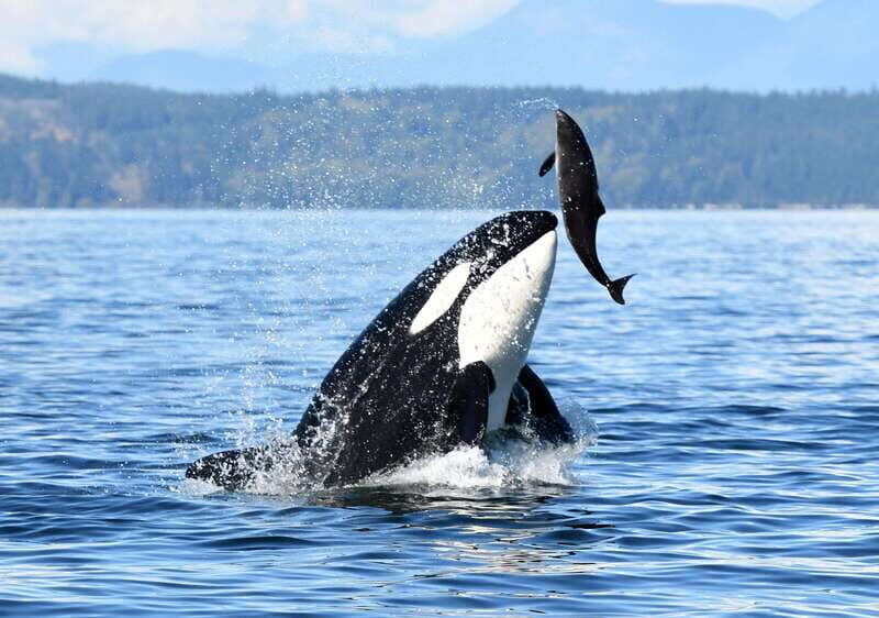 Parksville: Half-Day Whale and Wildlife Adventure - The Sum Up