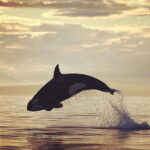 Parksville: Sunset Whale and Wildlife Adventure - The Journey into the Salish Sea