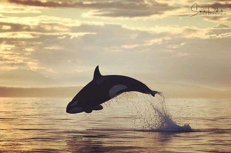 Parksville: Sunset Whale and Wildlife Adventure - The Journey into the Salish Sea