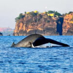 Pasikuda to Trincomalee: Whale & Dolphin Safari + Transport - What to Expect on the Water