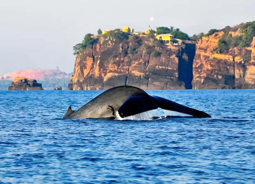 Pasikuda to Trincomalee: Whale & Dolphin Safari + Transport - What to Expect on the Water