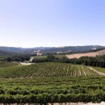 Paso Robles: 3-Winery Tour with Tastings and Lunch - Authentic Insights from Reviews