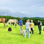 Pasture Hike with Horse Whisperer at Horse Trust in Kagoshima - Value and Pricing