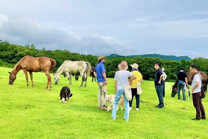 Pasture Hike with Horse Whisperer at Horse Trust in Kagoshima - Value and Pricing