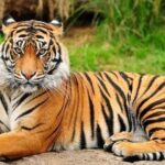 Patan: Patan Durbar, Central Zoo & Godawari Botanical Garden - Practical Details & Value Considerations