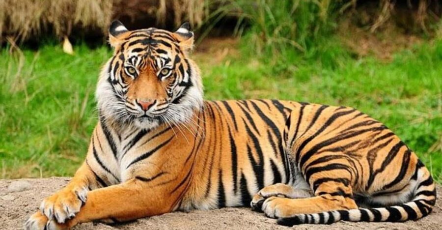 Patan: Patan Durbar, Central Zoo & Godawari Botanical Garden - Practical Details & Value Considerations