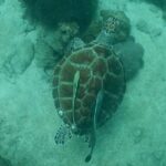 Pattaya PADI Scuba Diving Two Exciting Try Dives with PADI Instructor in Pattaya - Pricing & Value