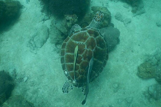 Pattaya PADI Scuba Diving Two Exciting Try Dives with PADI Instructor in Pattaya - Pricing & Value