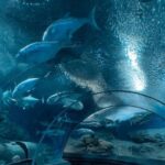 Pattaya: Underwater World Pattaya Aquarium Admission Ticket - Navigating the Practicalities