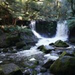 Peaks, Falls & Furry Locals: Mt. Field & the Derwent - Authenticity and Guide Excellence