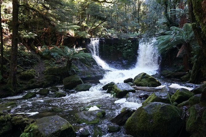 Peaks, Falls & Furry Locals: Mt. Field & the Derwent - Authenticity and Guide Excellence