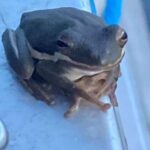Pearlington: Devil's Swamp Eco Walking Tour - Wildlife and Nature Highlights