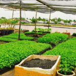 Pedaling the mekong's rural tracks - Can Tho Premium tour - Introduction and Overview