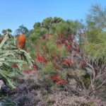 Pedals & Petals - Discovering Wildflowers Bike Tour Kings Park - Analyzing the Itinerary