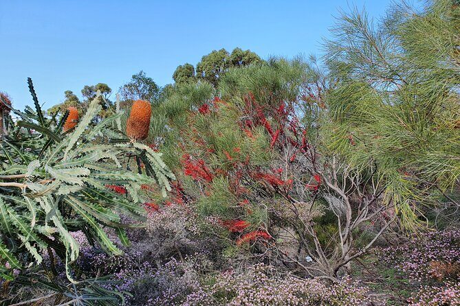 Pedals & Petals - Discovering Wildflowers Bike Tour Kings Park - Analyzing the Itinerary