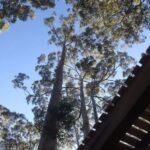 Pemberton: 2.5h Ultimate Ziplines & High Ropes Experience - Why This Experience Is Worth Considering