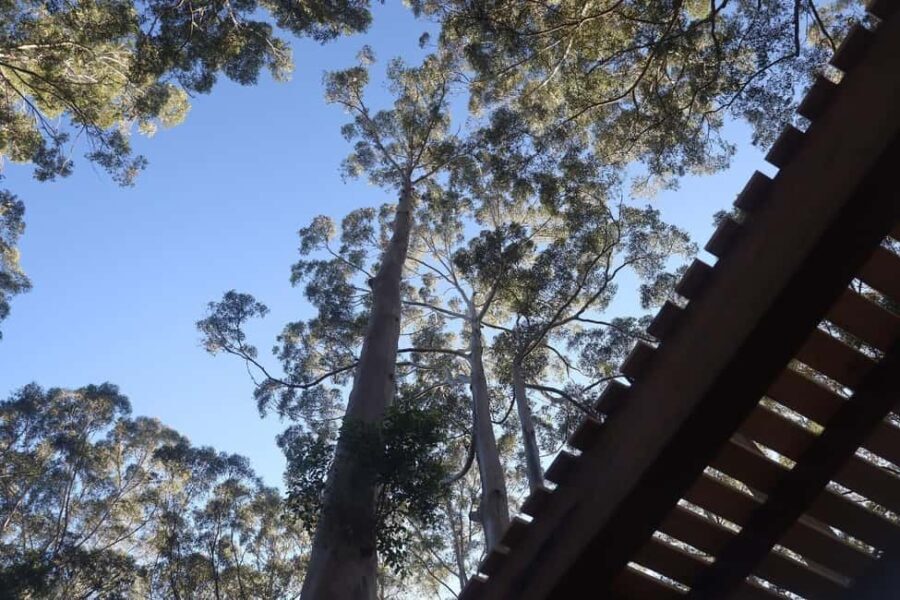 Pemberton: 2.5h Ultimate Ziplines & High Ropes Experience - Why This Experience Is Worth Considering