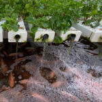 Penang: The Vanilla Village Farm Tour by Kairos - What to Expect During the Tour