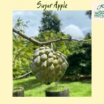 Penang: Tropical Fruit Farm Ticket - A Closer Look at the Itinerary and Activities