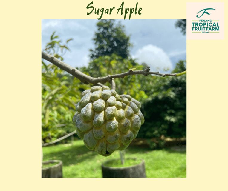 Penang: Tropical Fruit Farm Ticket - A Closer Look at the Itinerary and Activities