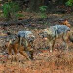 Pench National Park: Skip the Line Access to Jungle Safari - Experience Highlights and What to Expect